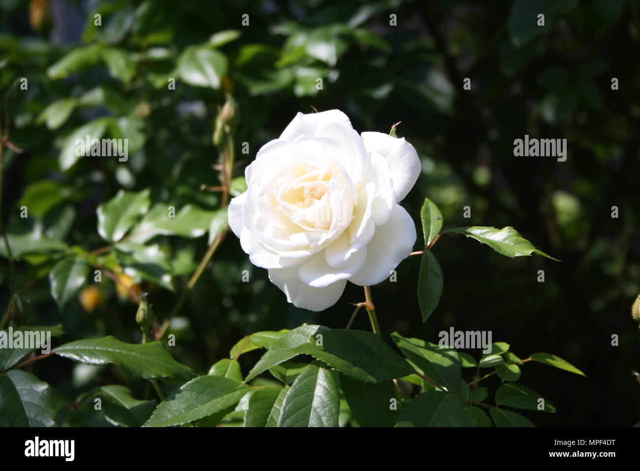 Single white rose -Fotos und -Bildmaterial in hoher Auflösung – Alamy