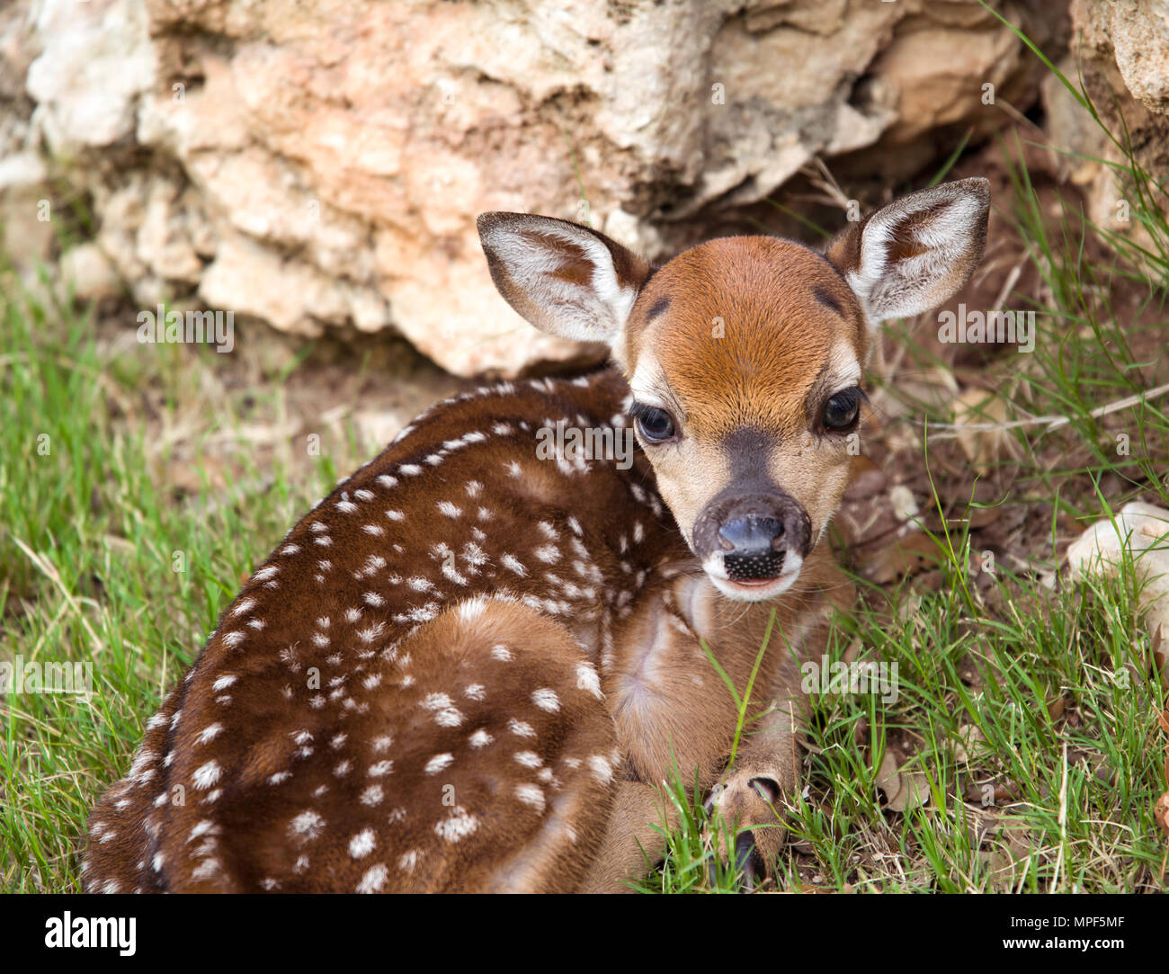 Baby Rehkitz liegend im Texas Gras Stockfotografie - Alamy