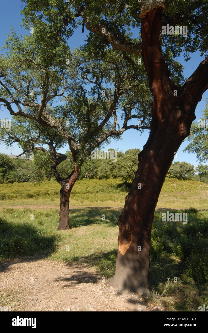 Ein Hain von kleinen immergrünen Bäumen genannt, Korkeiche (Quercus ...