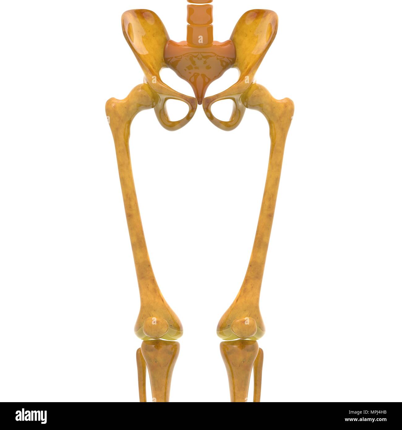 Menschliches Skelett System Knochen Gelenke Anatomie Stockfotografie ...