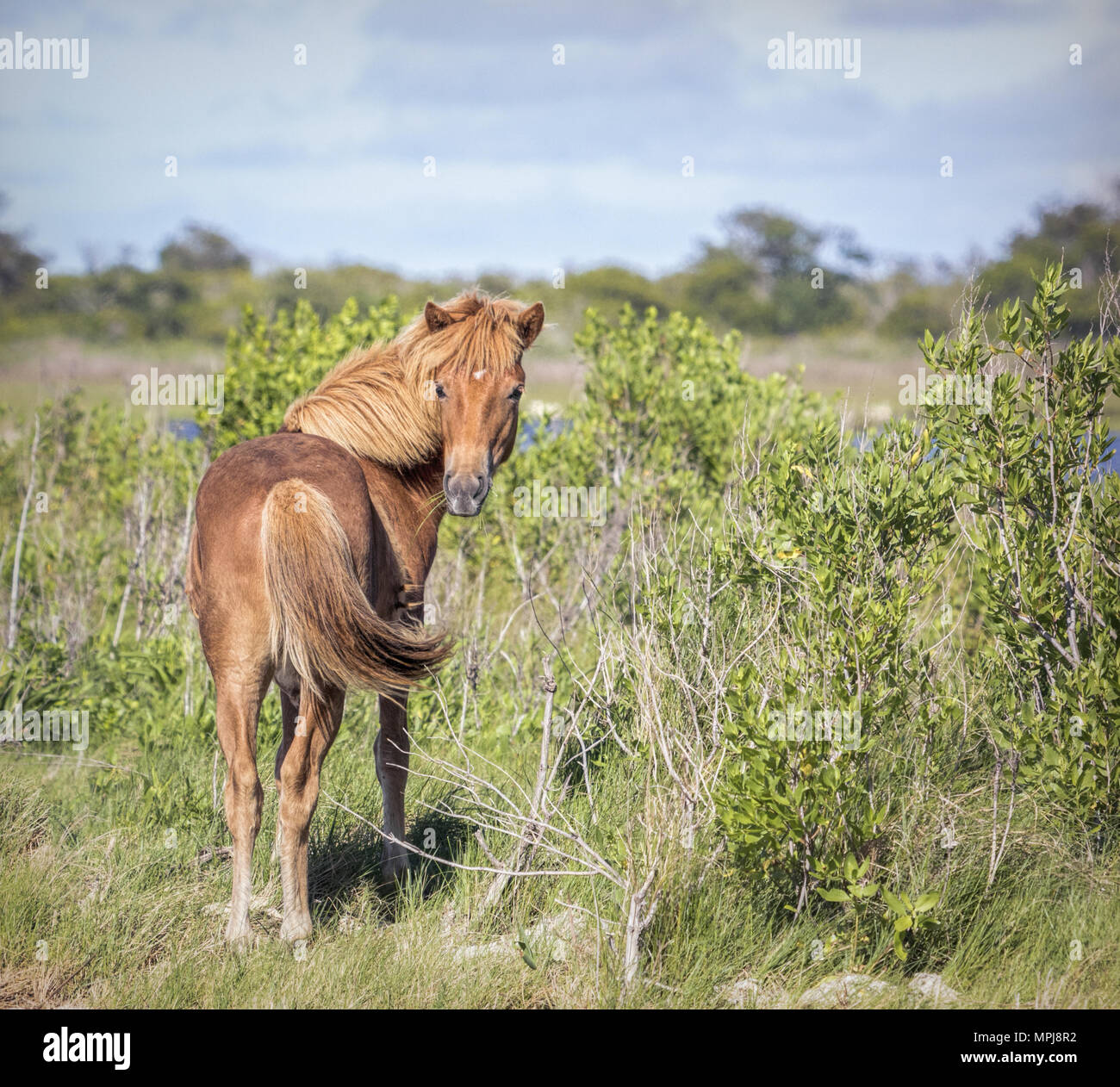 Stute paarung -Fotos und -Bildmaterial in hoher Auflösung – Alamy