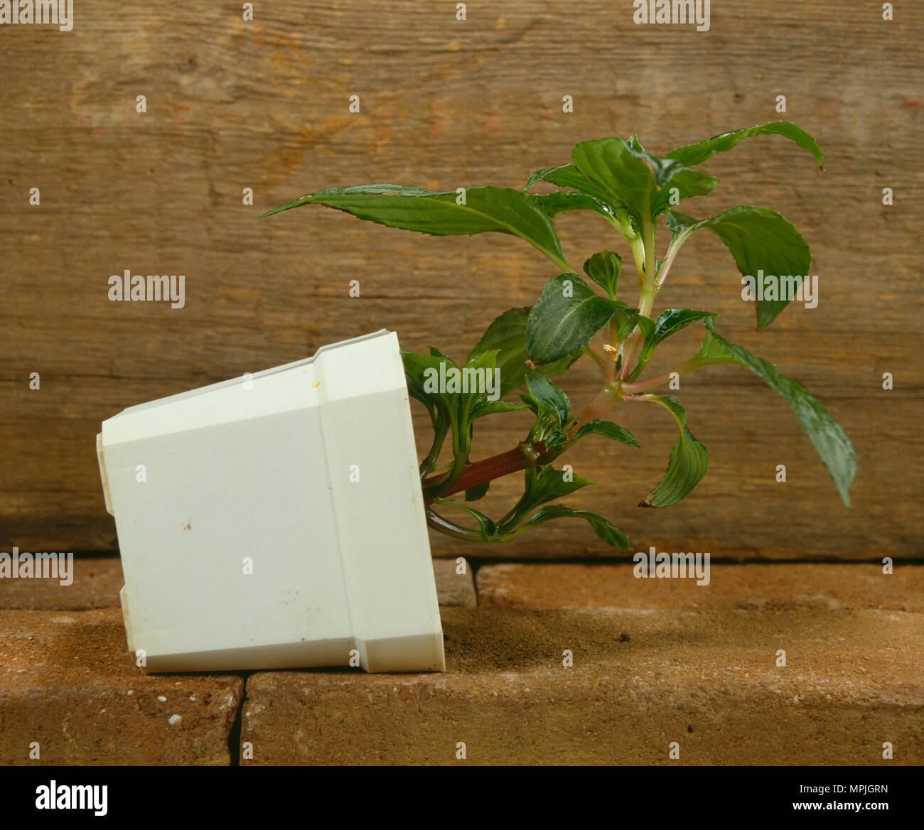 Negativer Gravitropismus Stockfotos und -bilder Kaufen - Alamy