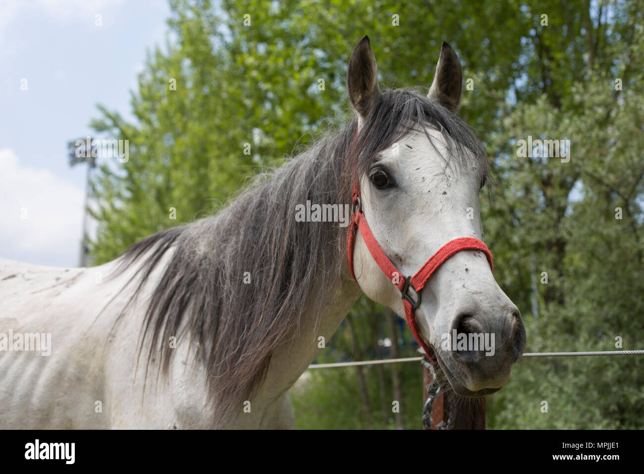 Dapple gray horse -Fotos und -Bildmaterial in hoher Auflösung – Alamy