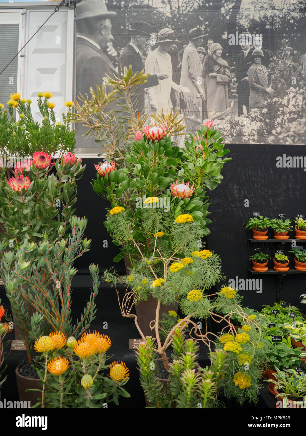 Eine Pflanze Der Familie Proteaceae Stockfotos und -bilder Kaufen - Alamy