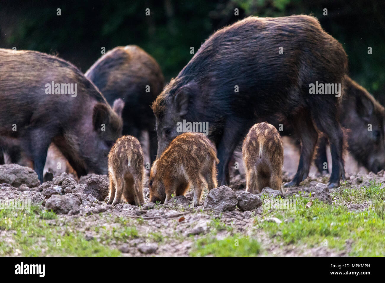 Feral pigs -Fotos und -Bildmaterial in hoher Auflösung – Alamy