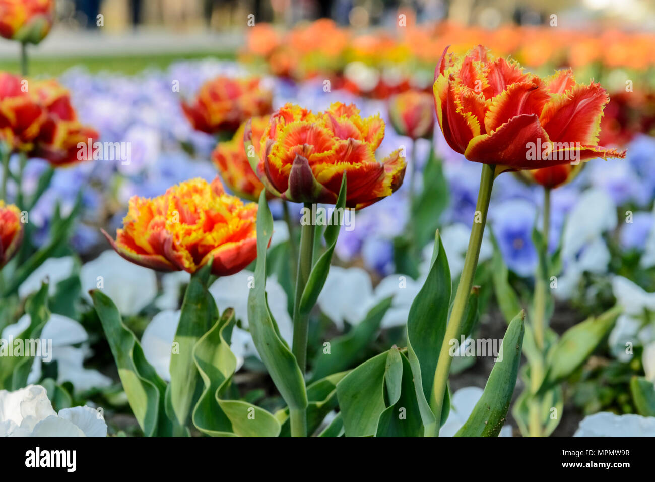 Rote tulpe mit gelben fransen -Fotos und -Bildmaterial in hoher Auflösung – Alamy