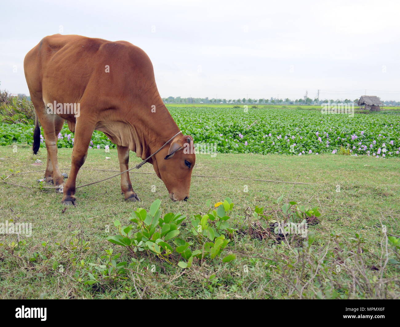 Brown cow isolated -Fotos und -Bildmaterial in hoher Auflösung - Seite ...