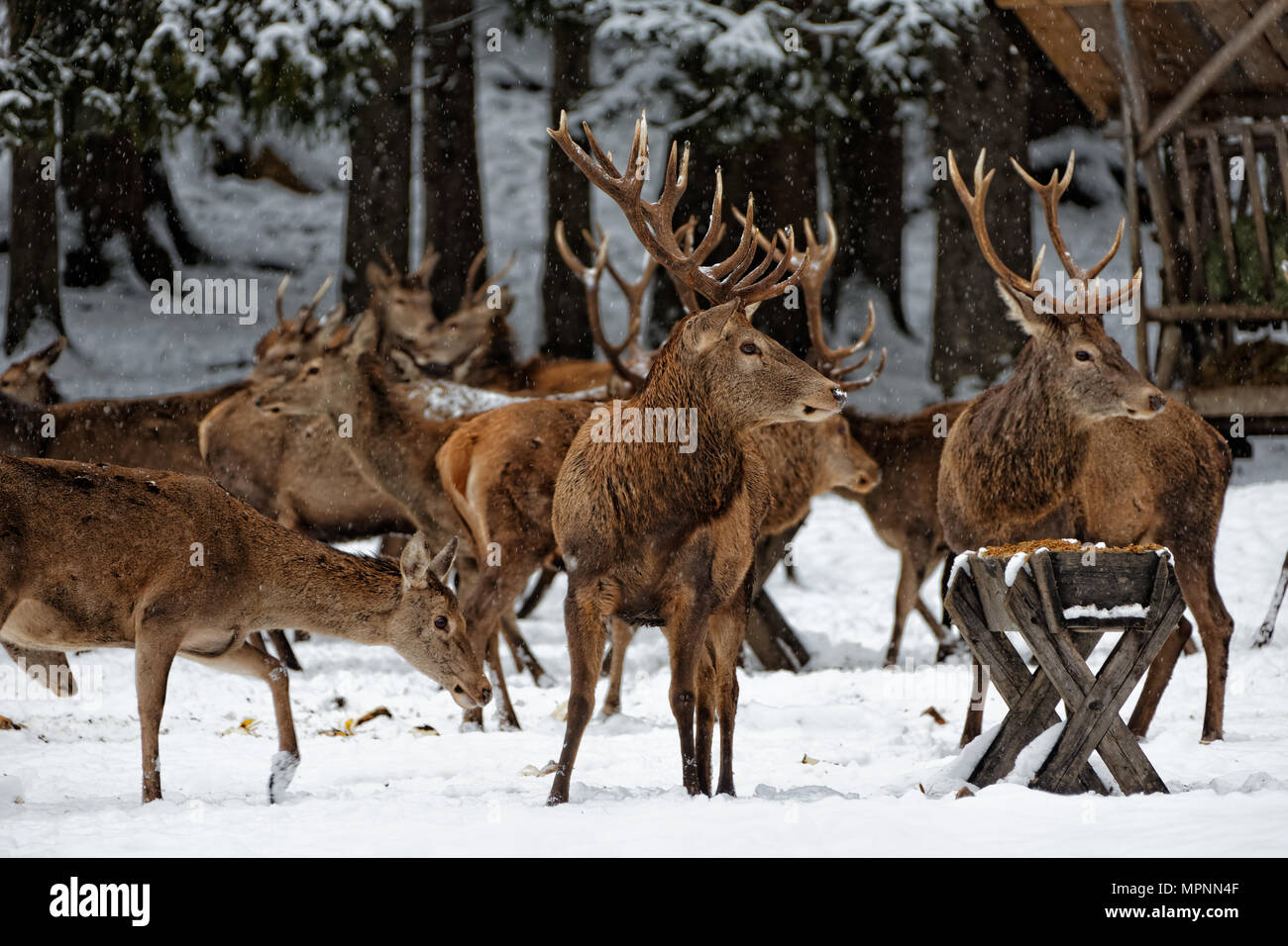 Rehe im Winter. Hirsche im Winter Stockfotografie - Alamy