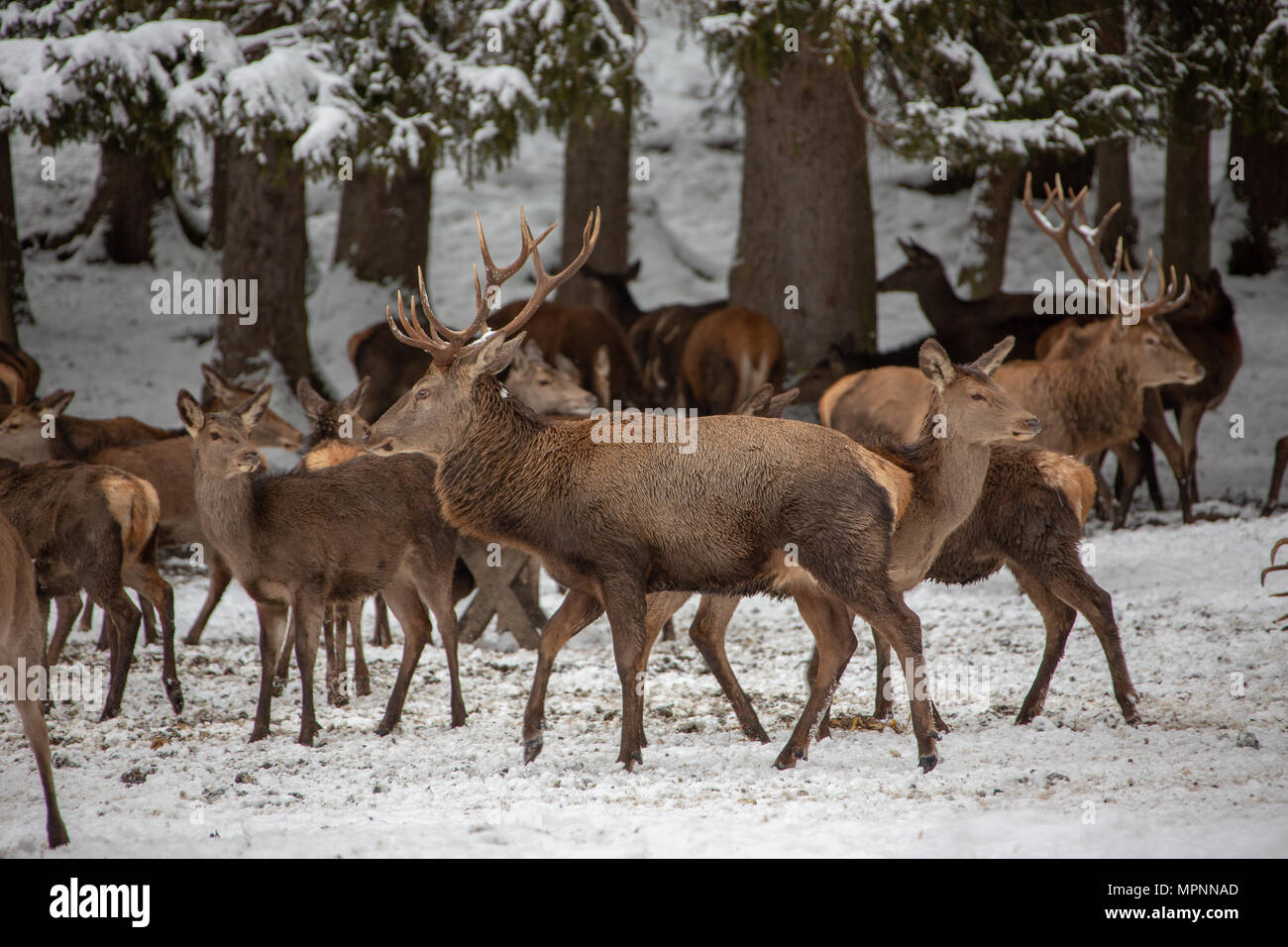Rehe im Winter. Hirsche im Winter Stockfotografie - Alamy