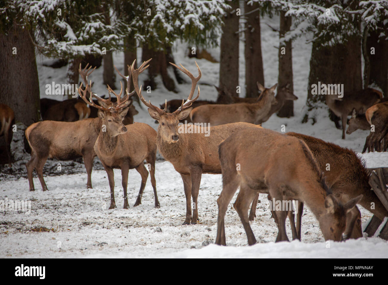 Rehe im Winter. Hirsche im Winter Stockfotografie - Alamy