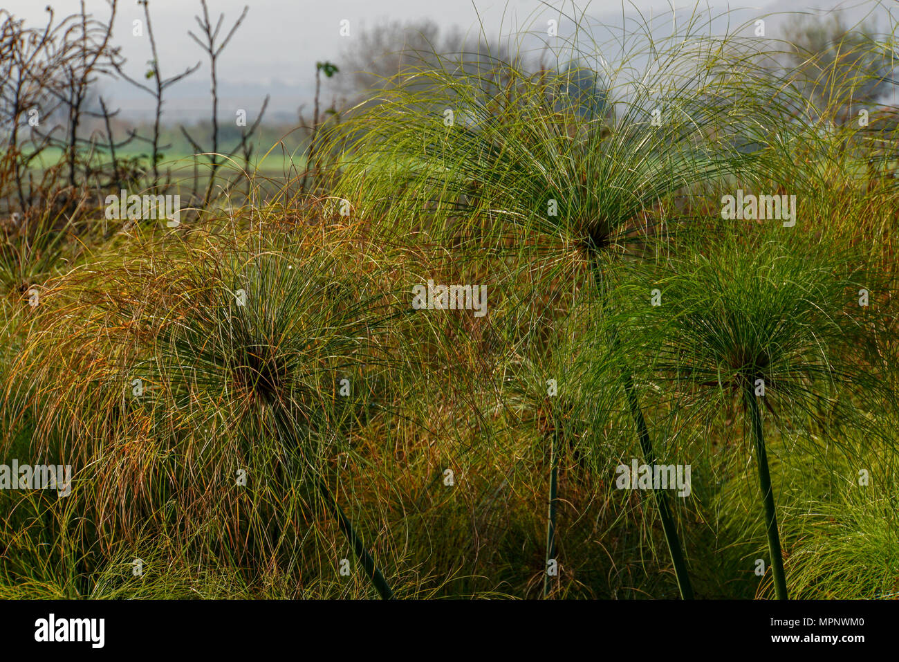 Cyperus Papyrus Stockfotos und -bilder Kaufen - Alamy