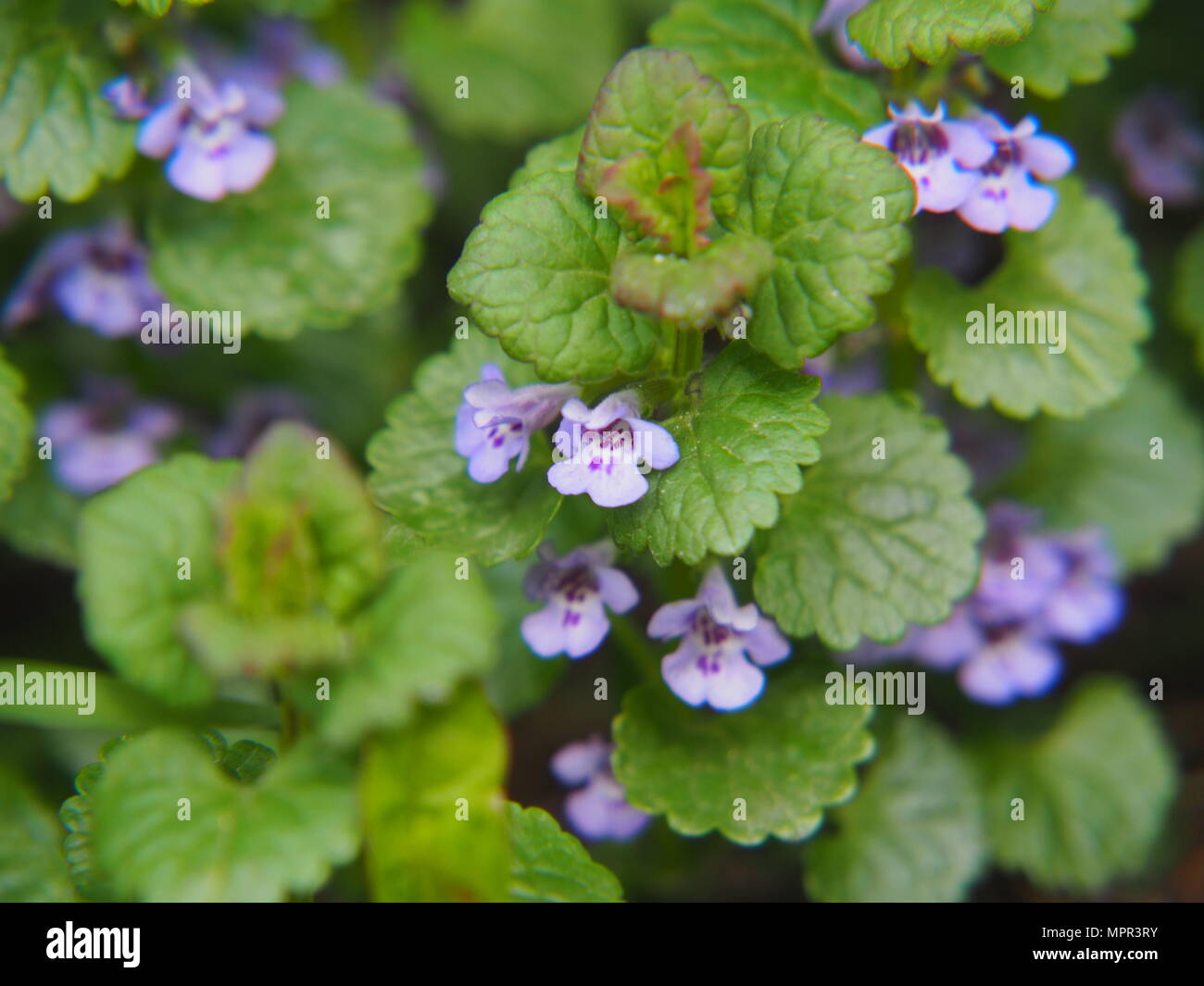Nepeta hederacea gemahlener efeu -Fotos und -Bildmaterial in hoher ...
