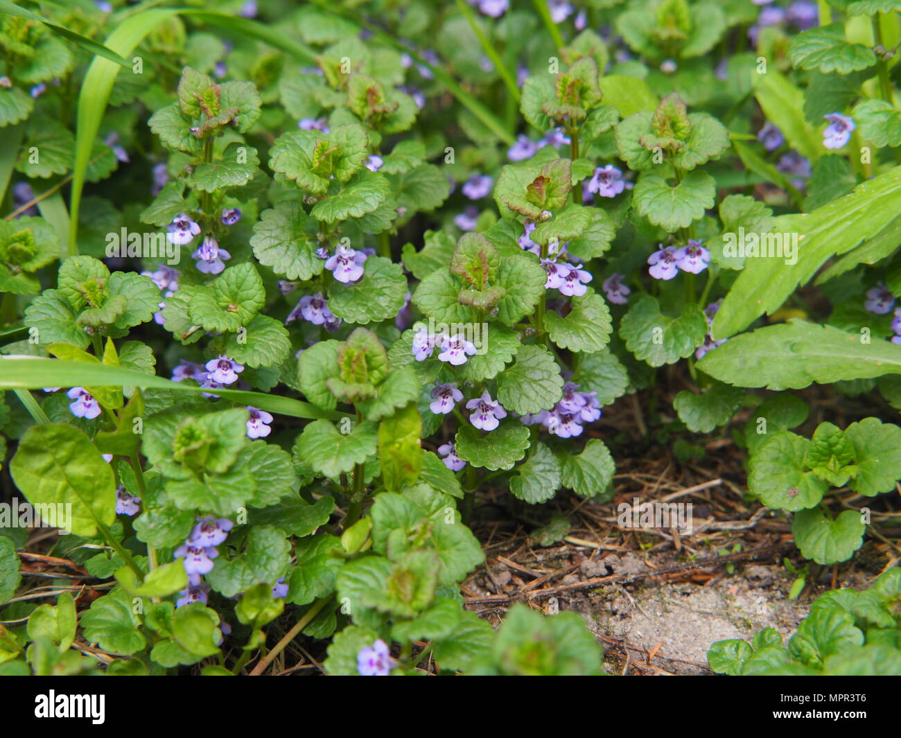 Boden efeu -Fotos und -Bildmaterial in hoher Auflösung – Alamy