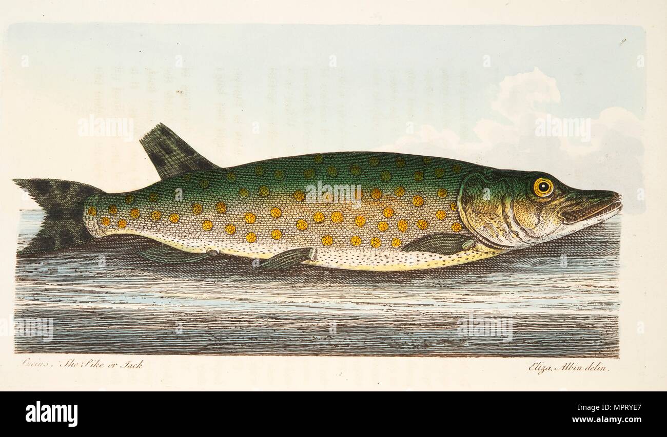 Hecht anatomie -Fotos und -Bildmaterial in hoher Auflösung – Alamy