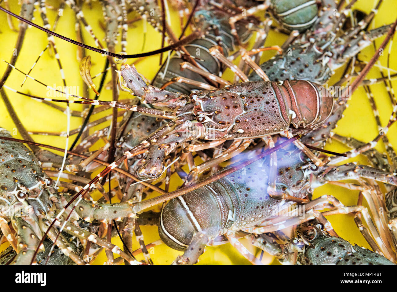 Lobsters in tank -Fotos und -Bildmaterial in hoher Auflösung – Alamy