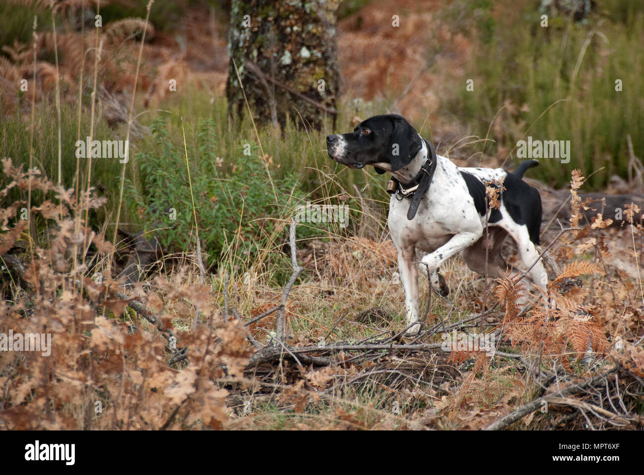 Stammbaum zeiger -Fotos und -Bildmaterial in hoher Auflösung – Alamy
