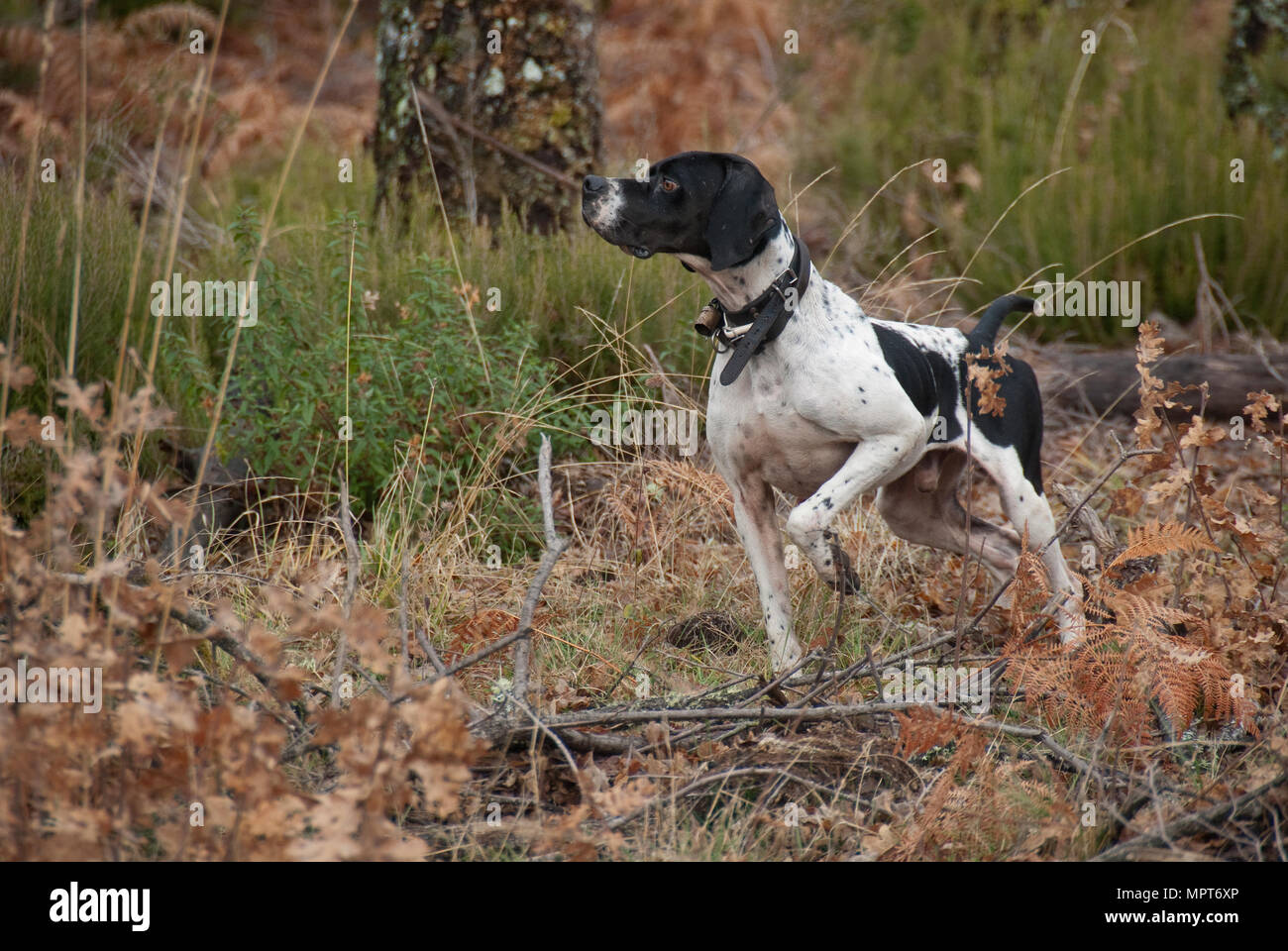 Stammbaum zeiger -Fotos und -Bildmaterial in hoher Auflösung – Alamy