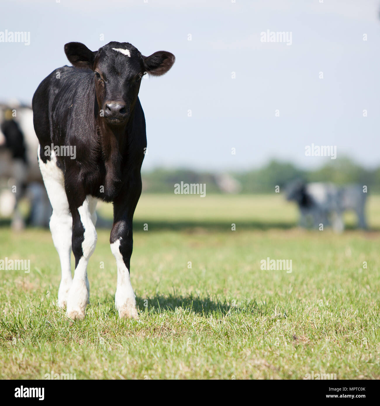 Kuh starrt dich an -Fotos und -Bildmaterial in hoher Auflösung – Alamy