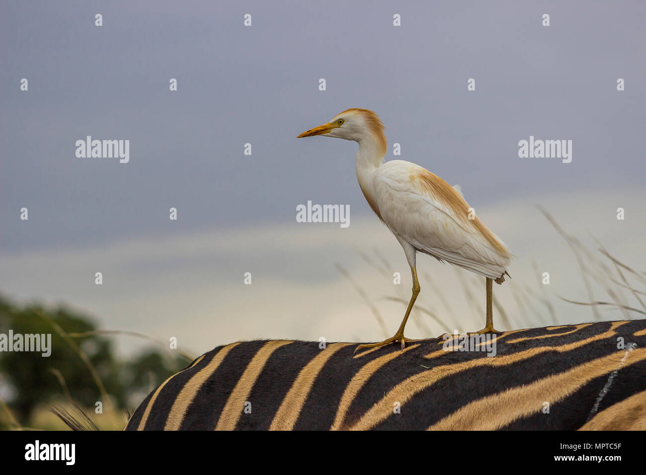 Zebra reiten afrika -Fotos und -Bildmaterial in hoher Auflösung – Alamy
