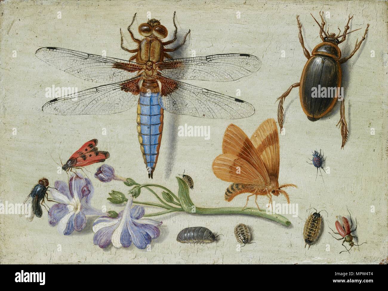 Jan van kessel -Fotos und -Bildmaterial in hoher Auflösung – Alamy