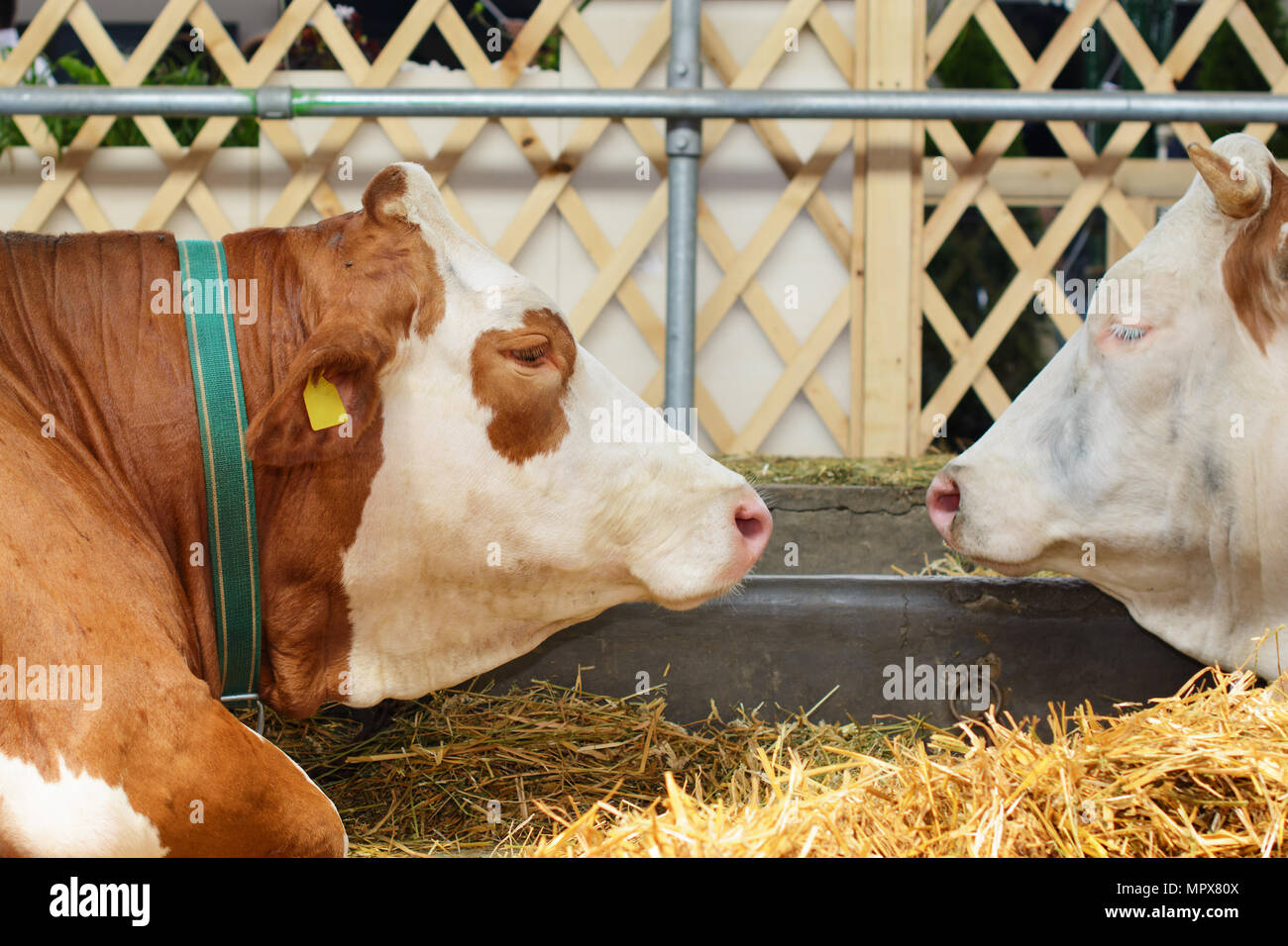 Simmental kuh -Fotos und -Bildmaterial in hoher Auflösung – Alamy