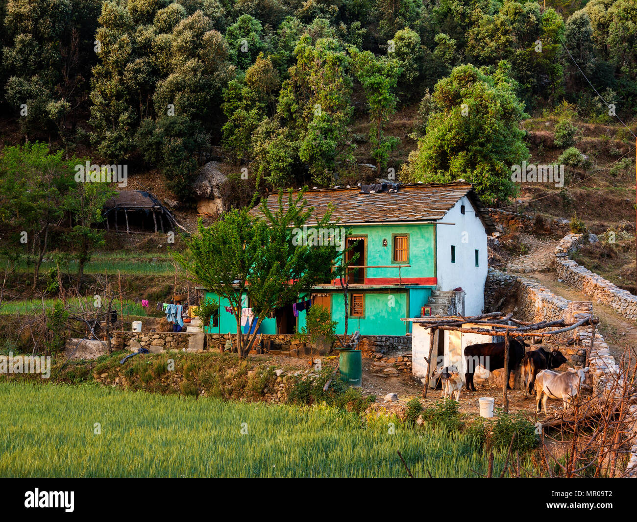 Chowgarh tiger -Fotos und -Bildmaterial in hoher Auflösung – Alamy