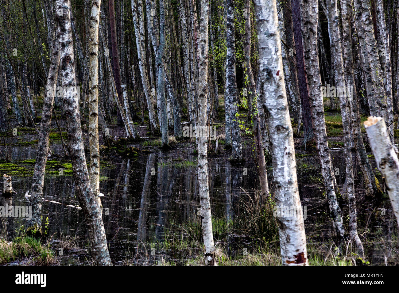 Wilde natur von polen -Fotos und -Bildmaterial in hoher Auflösung – Alamy