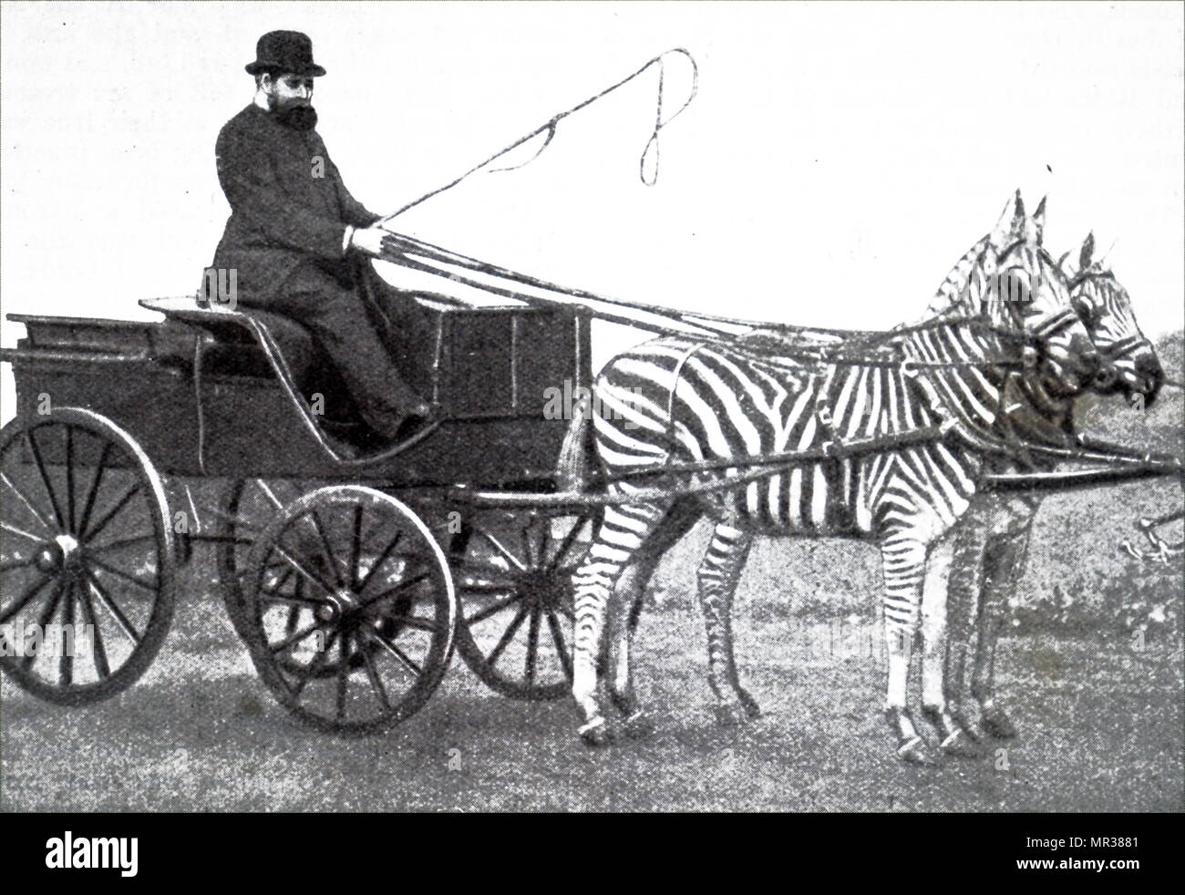 Foto von Lionel de Rothschild fahren eine Mannschaft der Zebras. Lionel ...