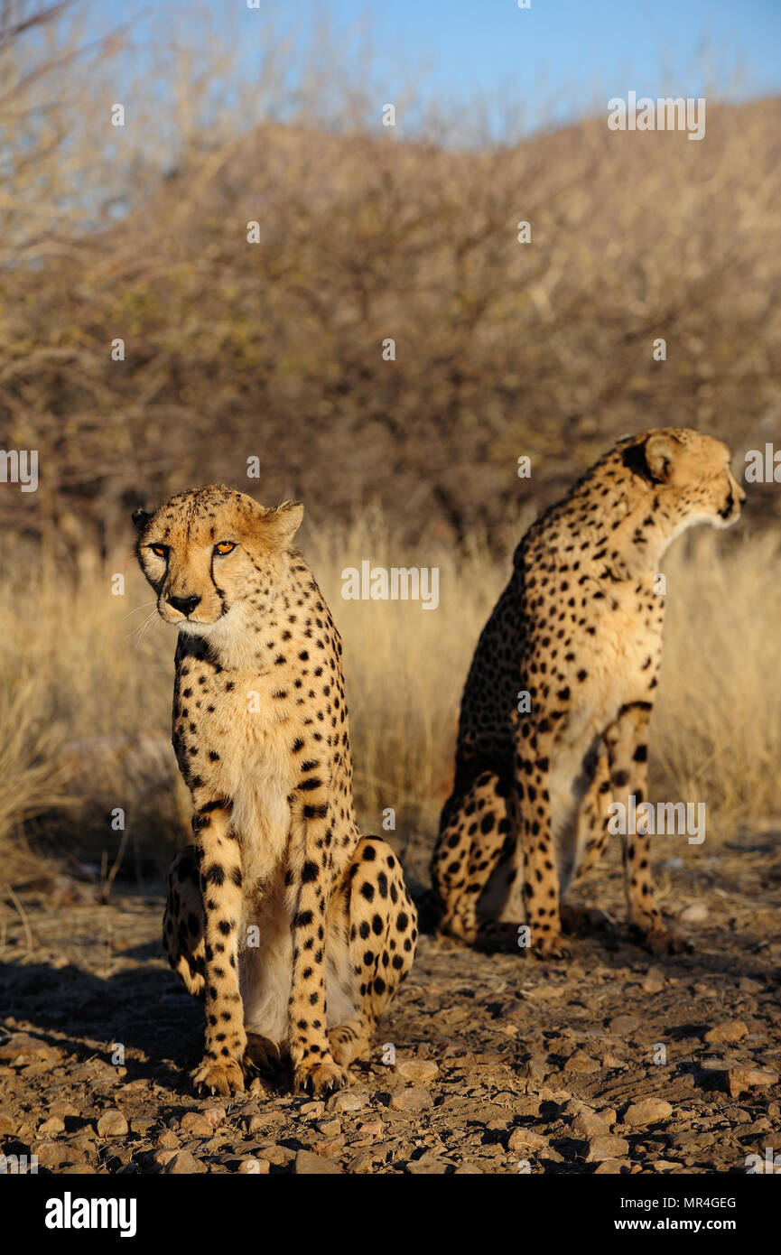 Die krallen des geparden -Fotos und -Bildmaterial in hoher Auflösung ...