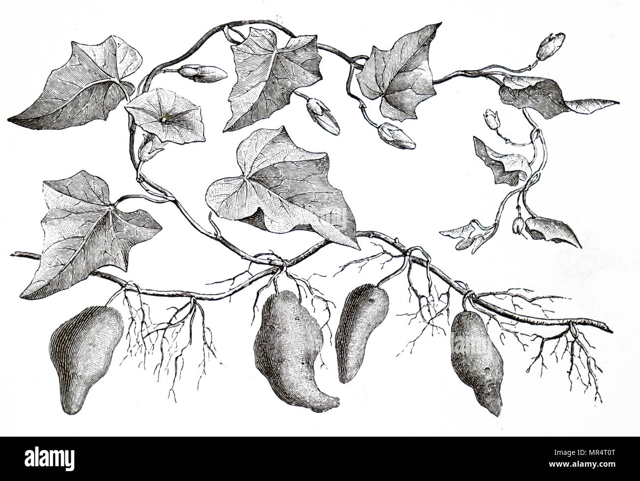 Batatus edulis -Fotos und -Bildmaterial in hoher Auflösung – Alamy