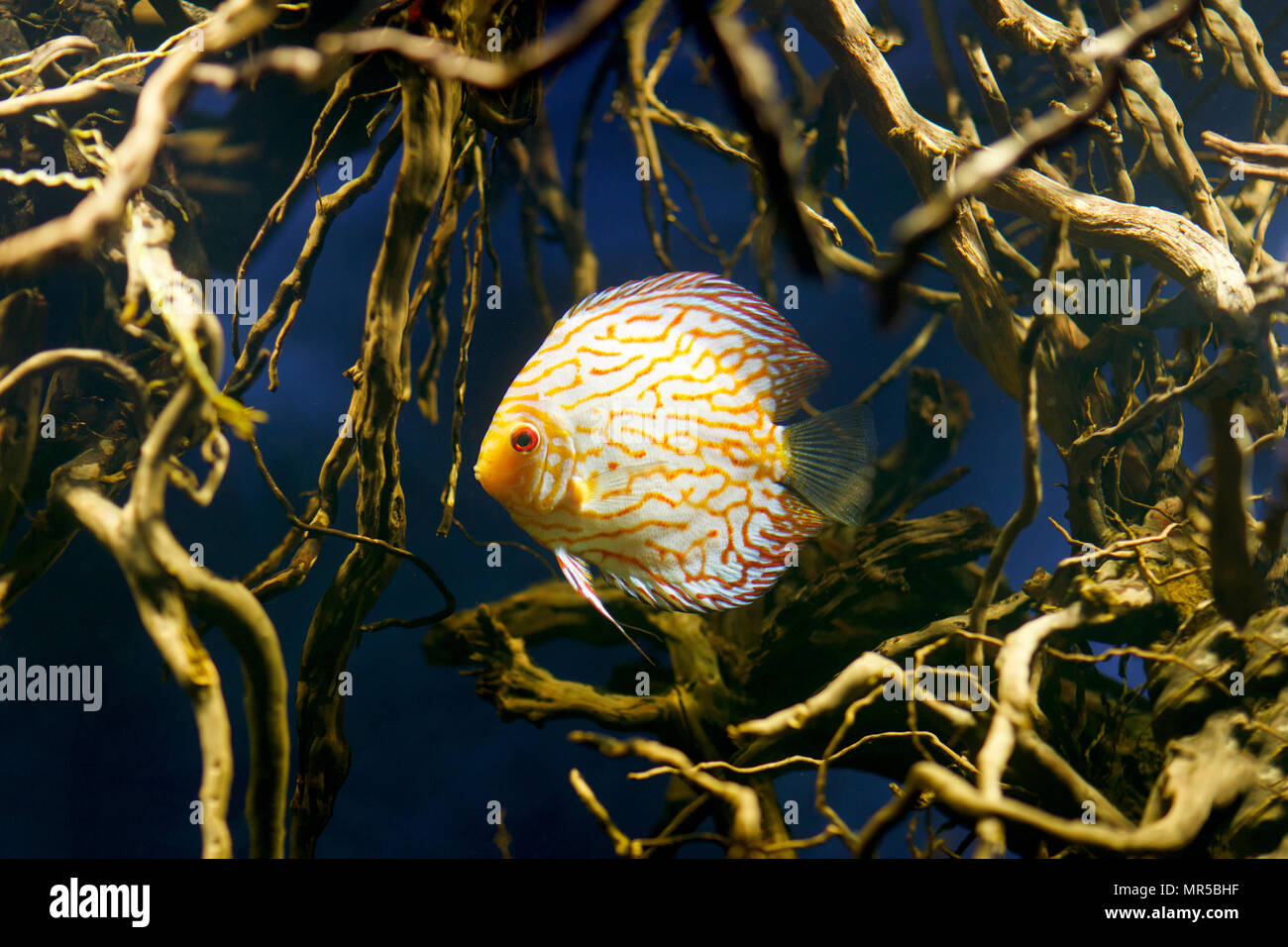 Fish amazon underwater -Fotos und -Bildmaterial in hoher Auflösung – Alamy