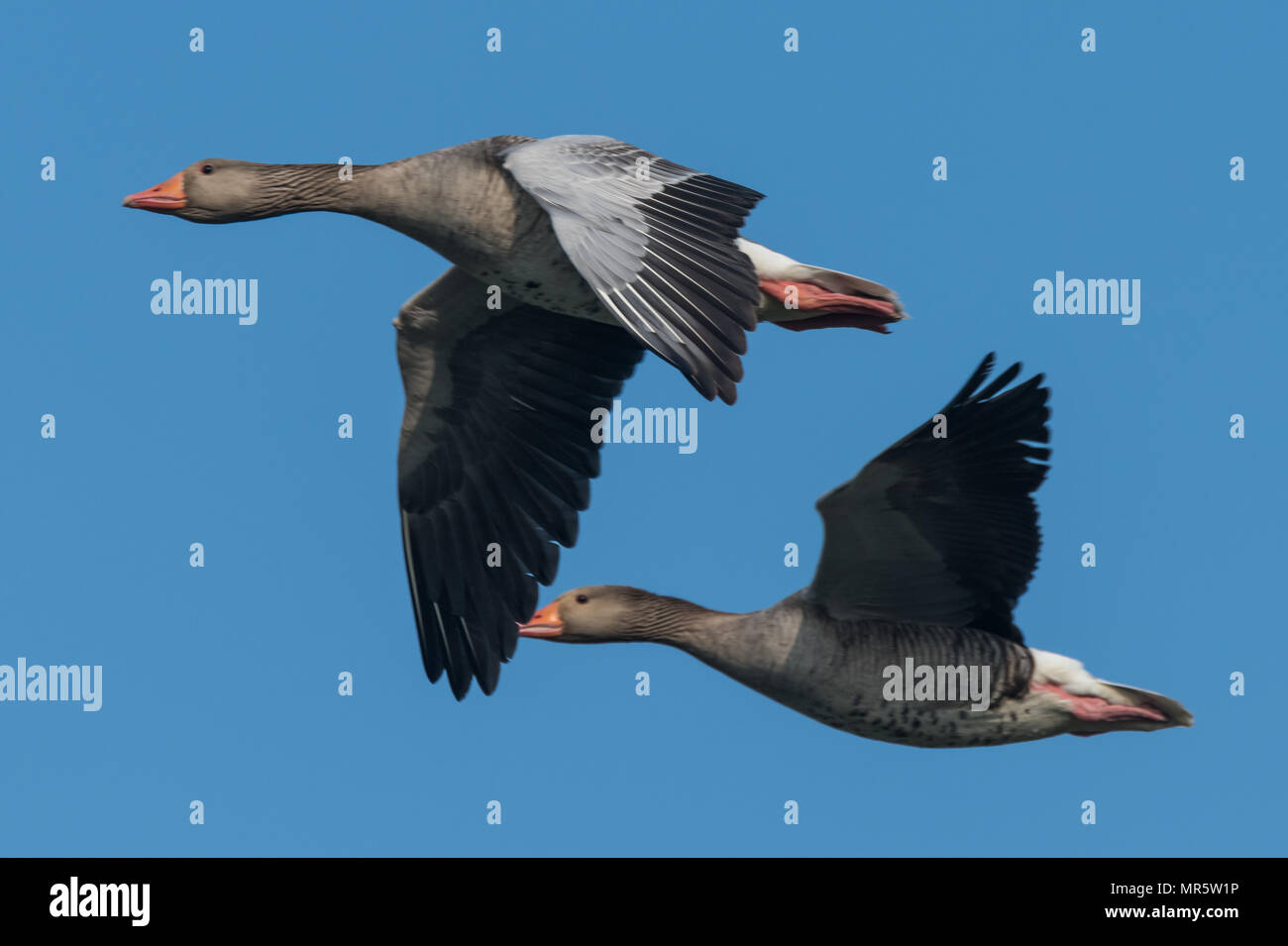 Fliegende graugans -Fotos und -Bildmaterial in hoher Auflösung – Alamy