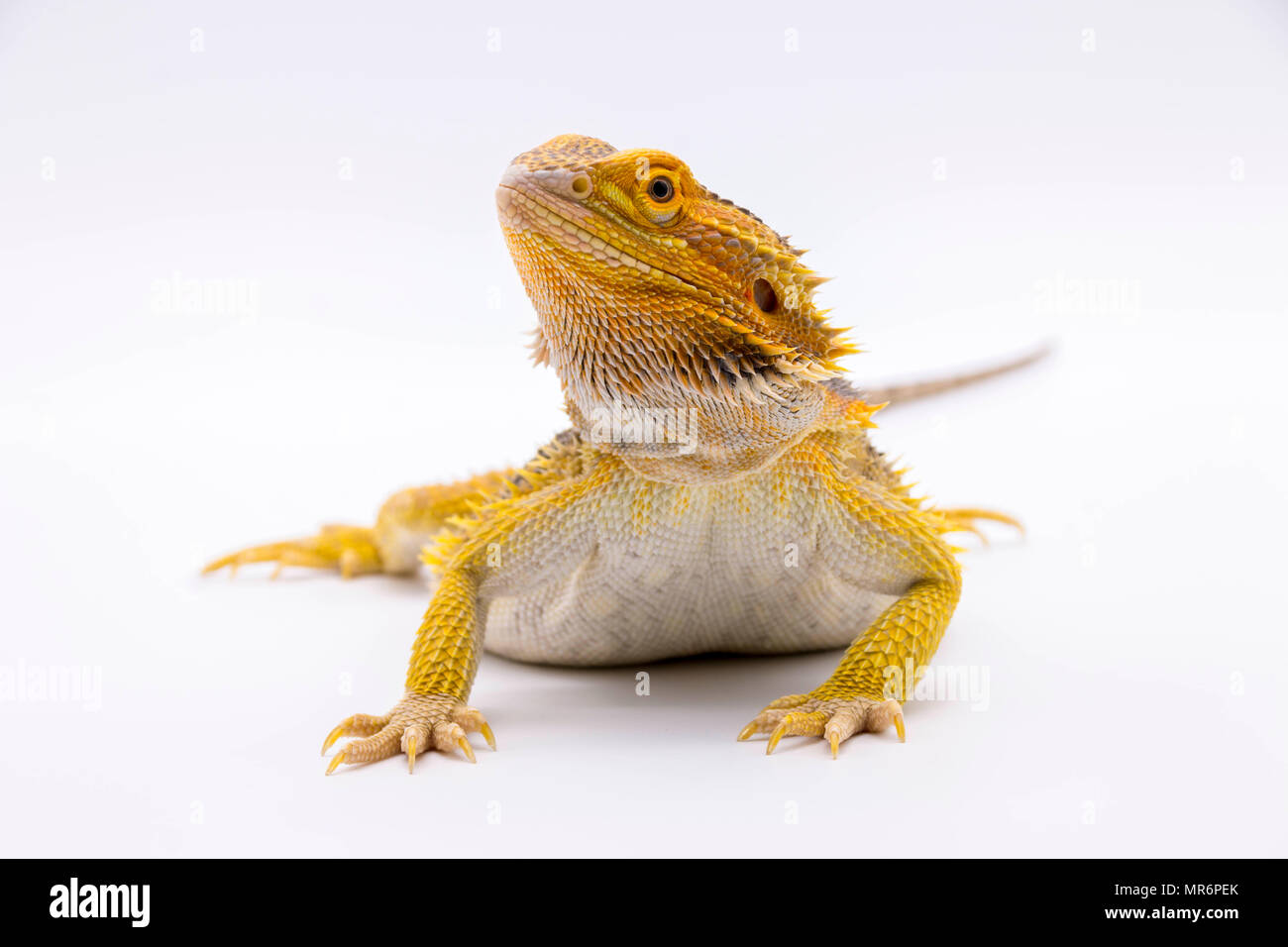 Bartagame (pogona vitticeps) auf einem weißen Hintergrund posiert ...