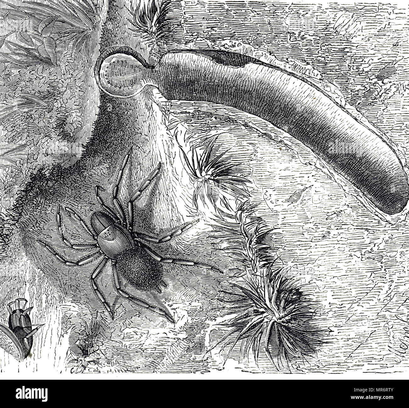 Kupferstich mit der Darstellung der Lebenszyklus einer Mason Spinne ...