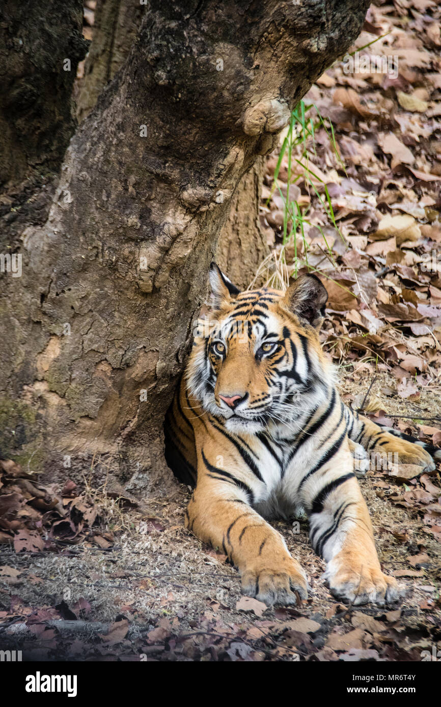 Indien wildtiere -Fotos und -Bildmaterial in hoher Auflösung – Alamy