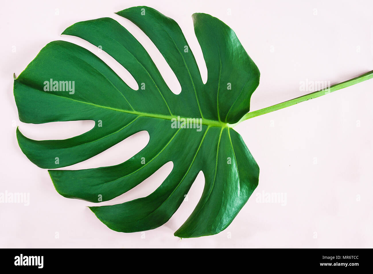 Monstera blatt -Fotos und -Bildmaterial in hoher Auflösung – Alamy