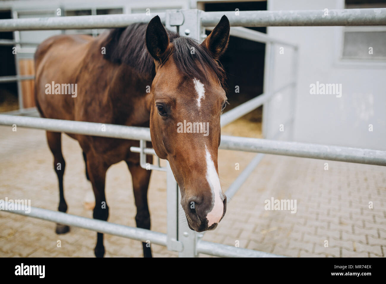 Braunes pferd im stall -Fotos und -Bildmaterial in hoher Auflösung – Alamy