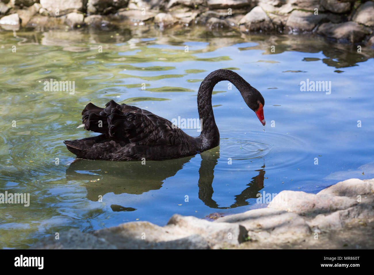 Schwarzer Schwan schwimmt im Teich, zoologischen Garten der nationalen ...