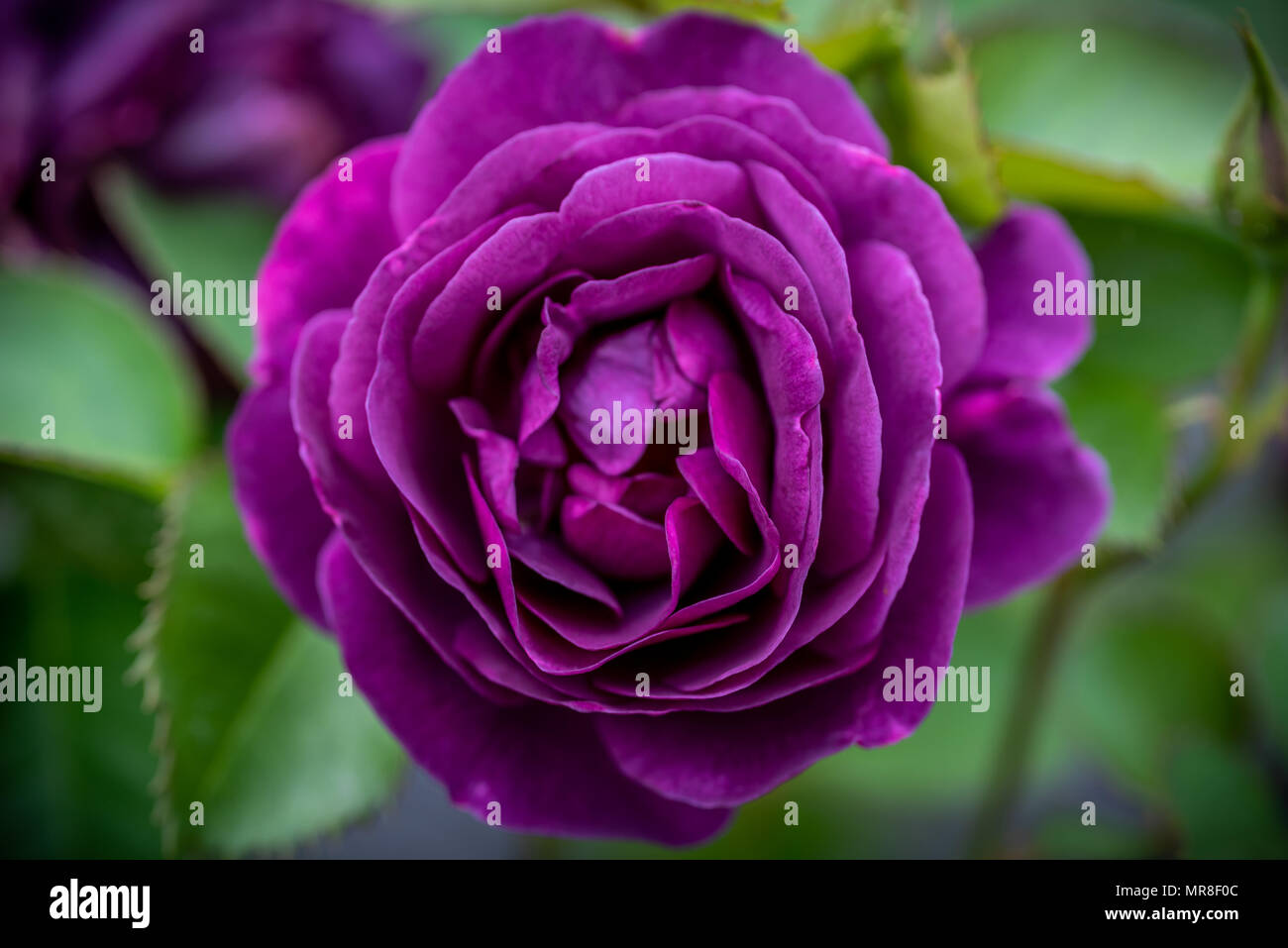 Lila rose und natur -Fotos und -Bildmaterial in hoher Auflösung – Alamy