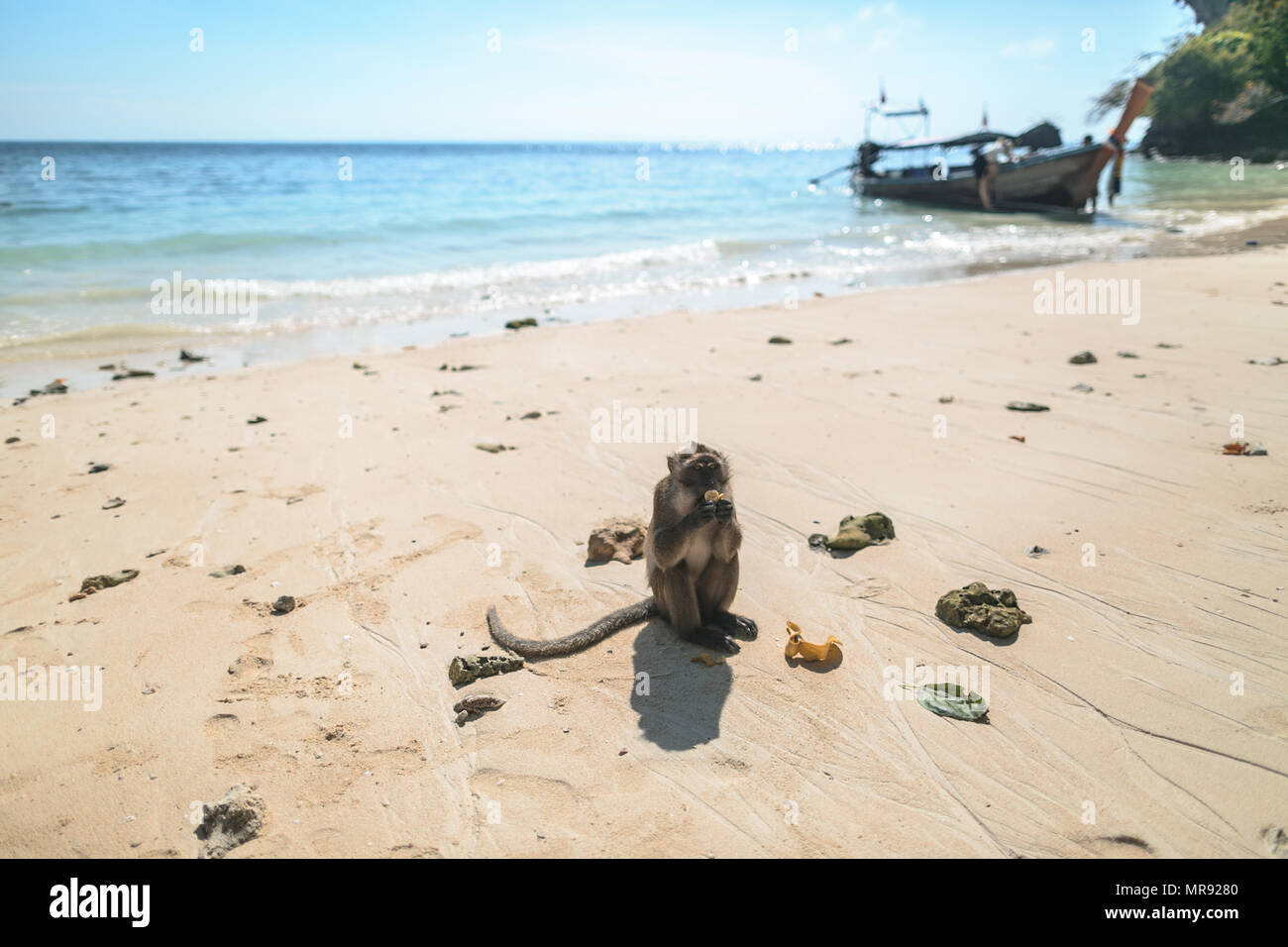 Thailand affe banane -Fotos und -Bildmaterial in hoher Auflösung – Alamy