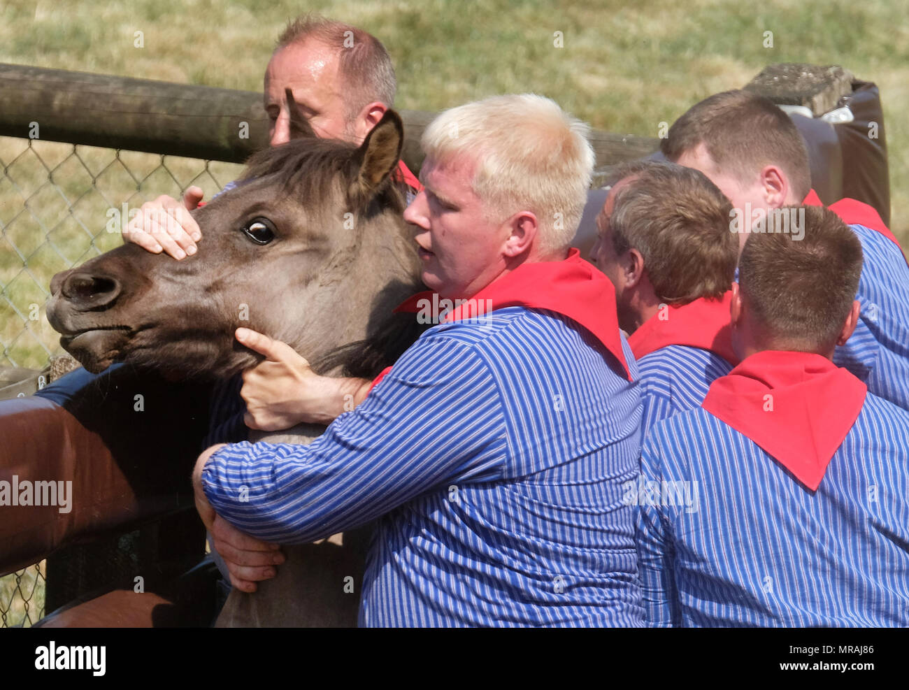 Fang der hengste -Fotos und -Bildmaterial in hoher Auflösung – Alamy