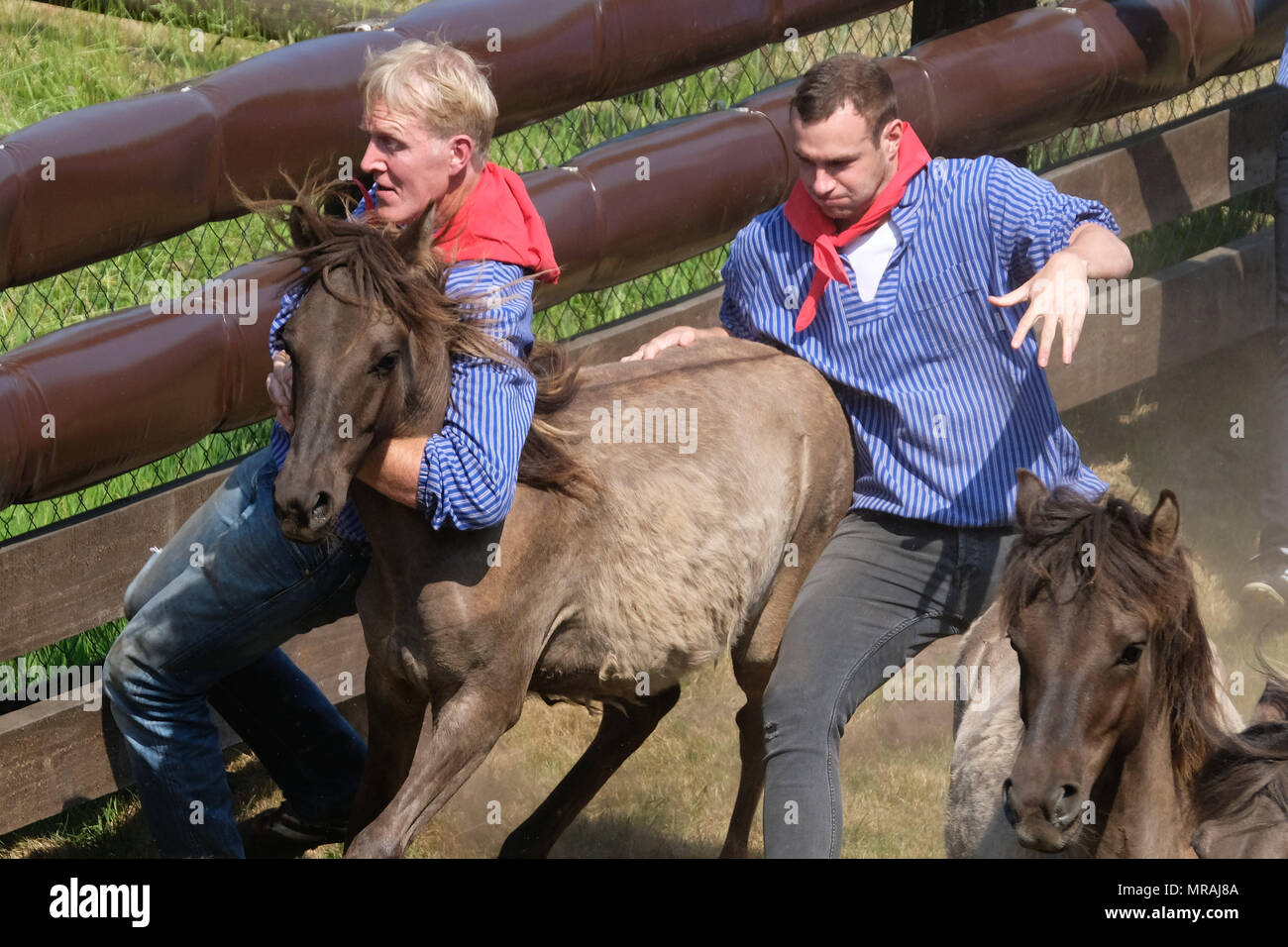 Fang der hengste -Fotos und -Bildmaterial in hoher Auflösung – Alamy