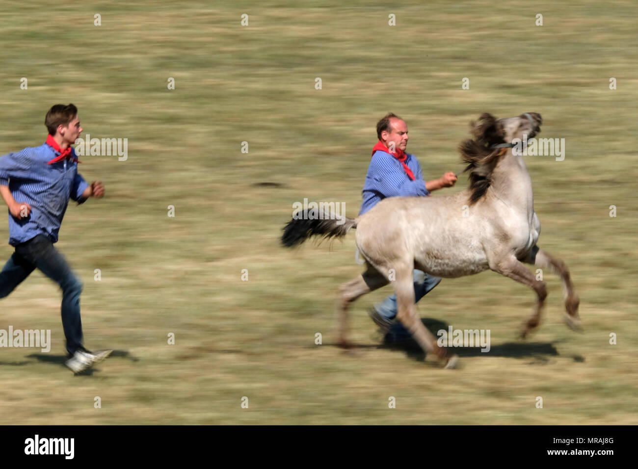 Fang der hengste -Fotos und -Bildmaterial in hoher Auflösung – Alamy