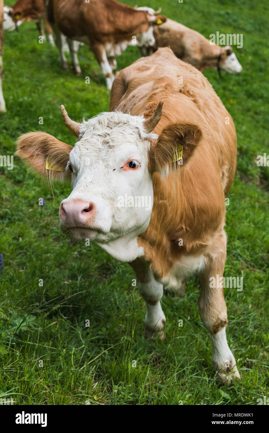 Schweizer Kuh auf einer Wiese in Frutigen Schweiz Stockfotografie - Alamy
