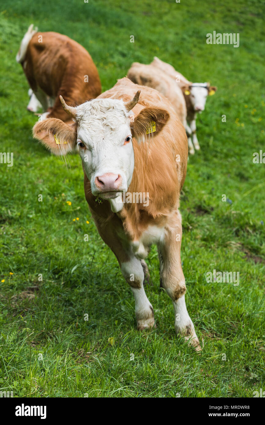 Schweizer Kuh auf einer Wiese in Frutigen Schweiz Stockfotografie - Alamy