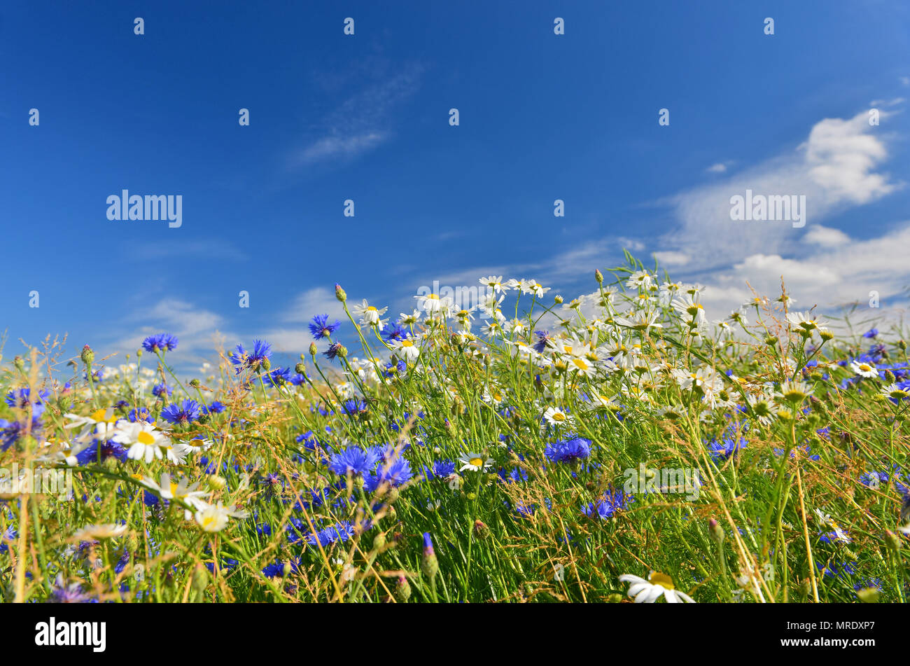 Blumenblumengrasblauer sommer -Fotos und -Bildmaterial in hoher ...