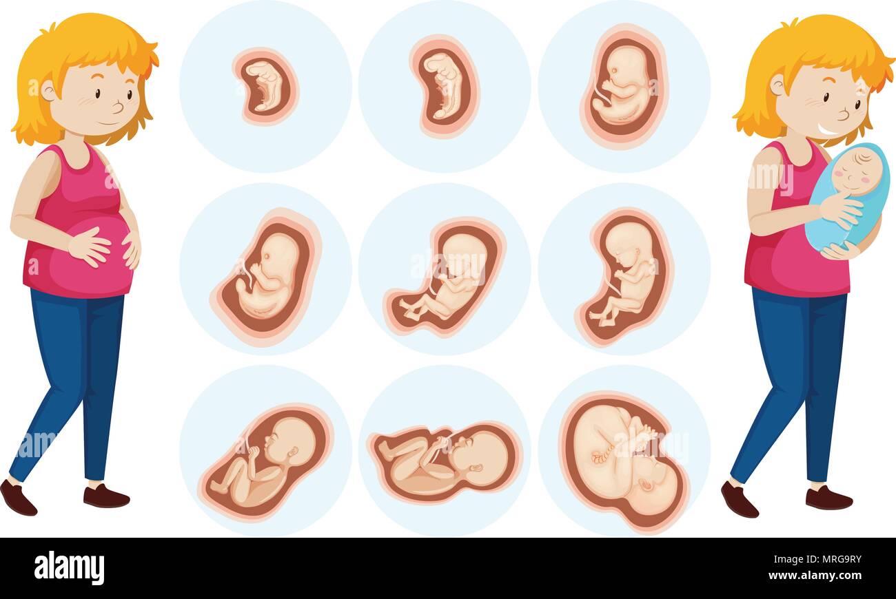 Embryo development -Fotos und -Bildmaterial in hoher Auflösung – Alamy