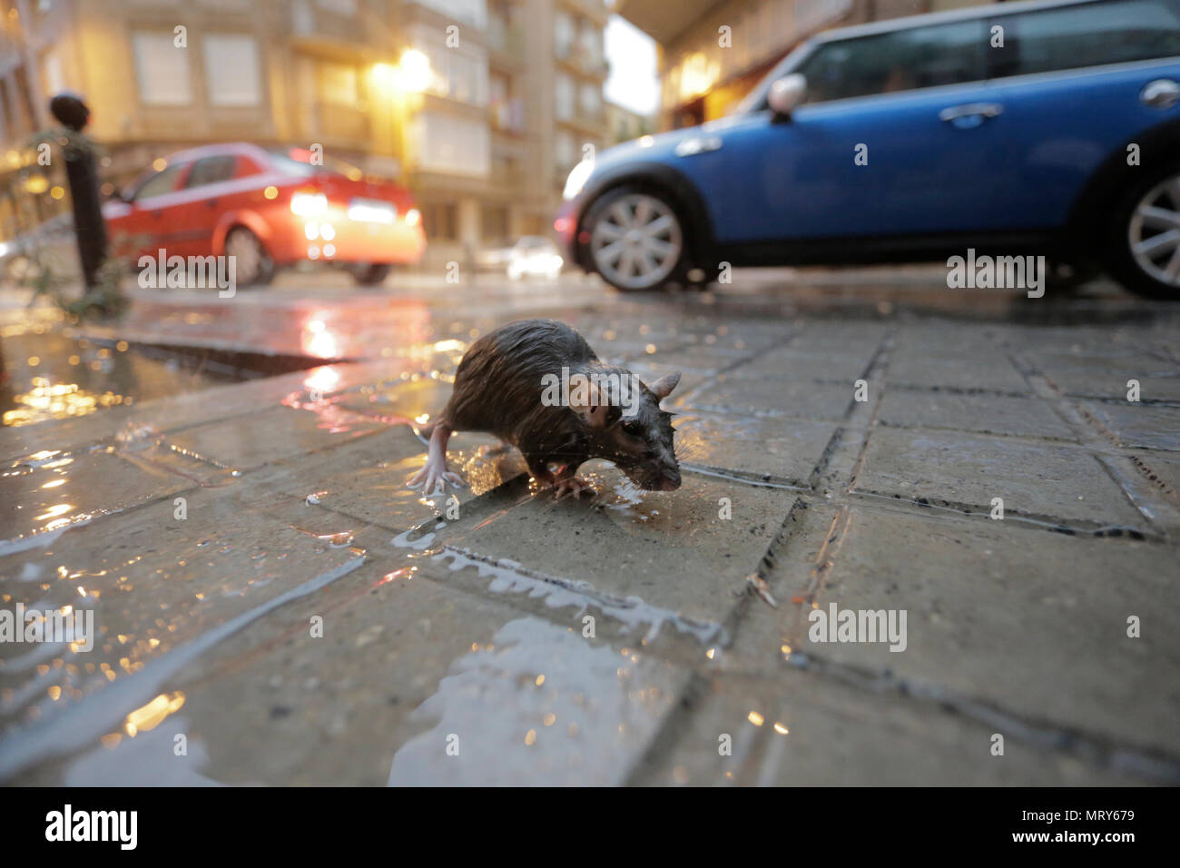 Nasse ratte -Fotos und -Bildmaterial in hoher Auflösung – Alamy