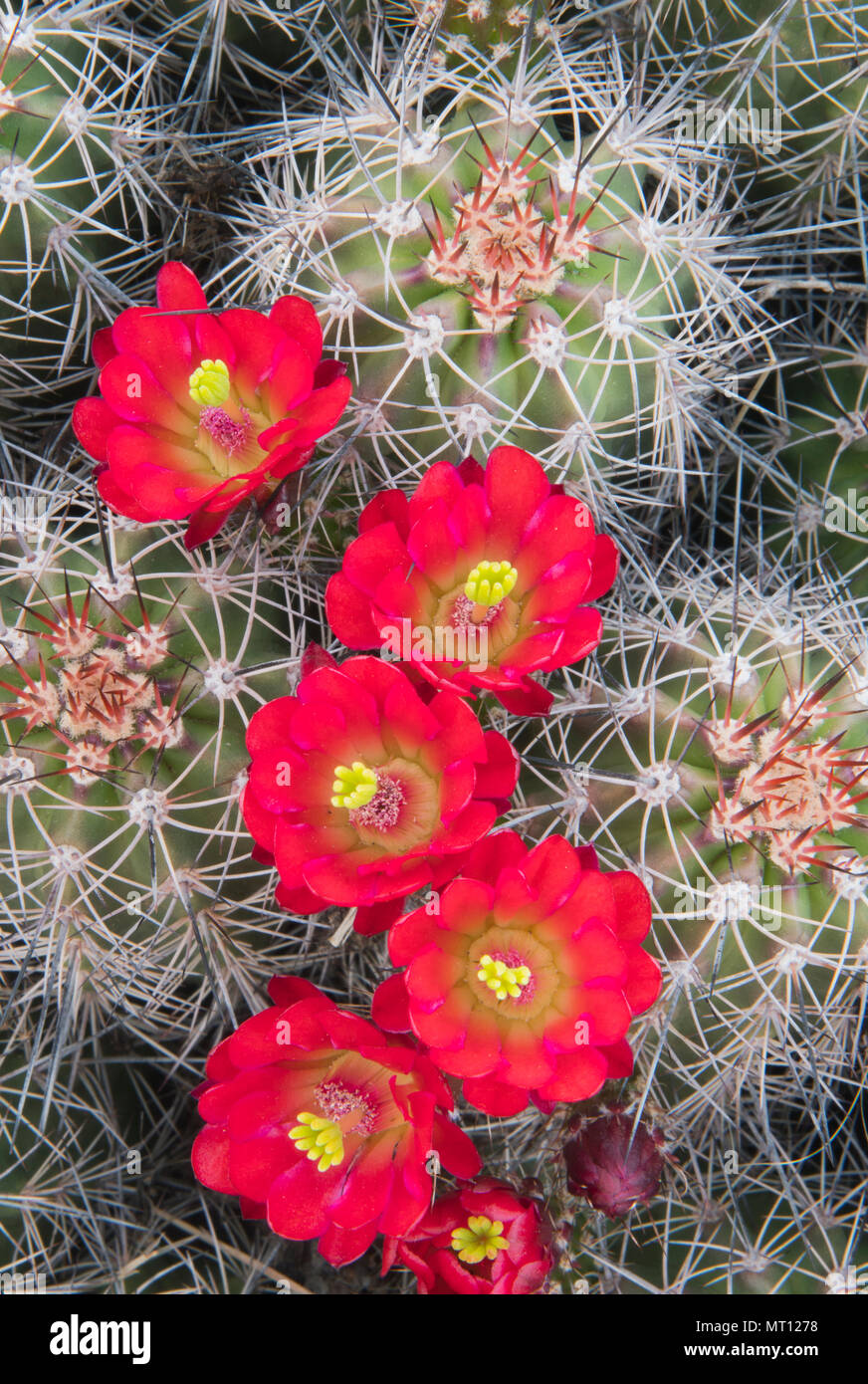 Utah cactus -Fotos und -Bildmaterial in hoher Auflösung – Alamy