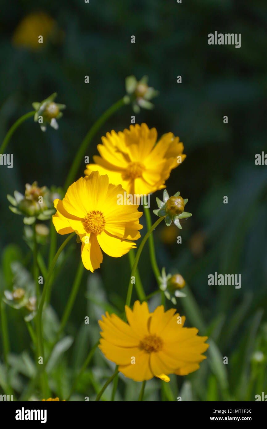 Leuchtend gelbe wildblumen -Fotos und -Bildmaterial in hoher Auflösung ...